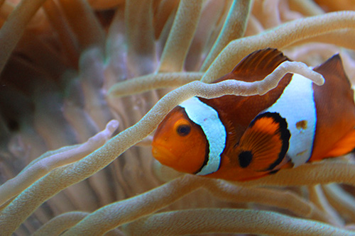 Import of Ornamental Saltwater Fish - Israel Nature and Parks Authority